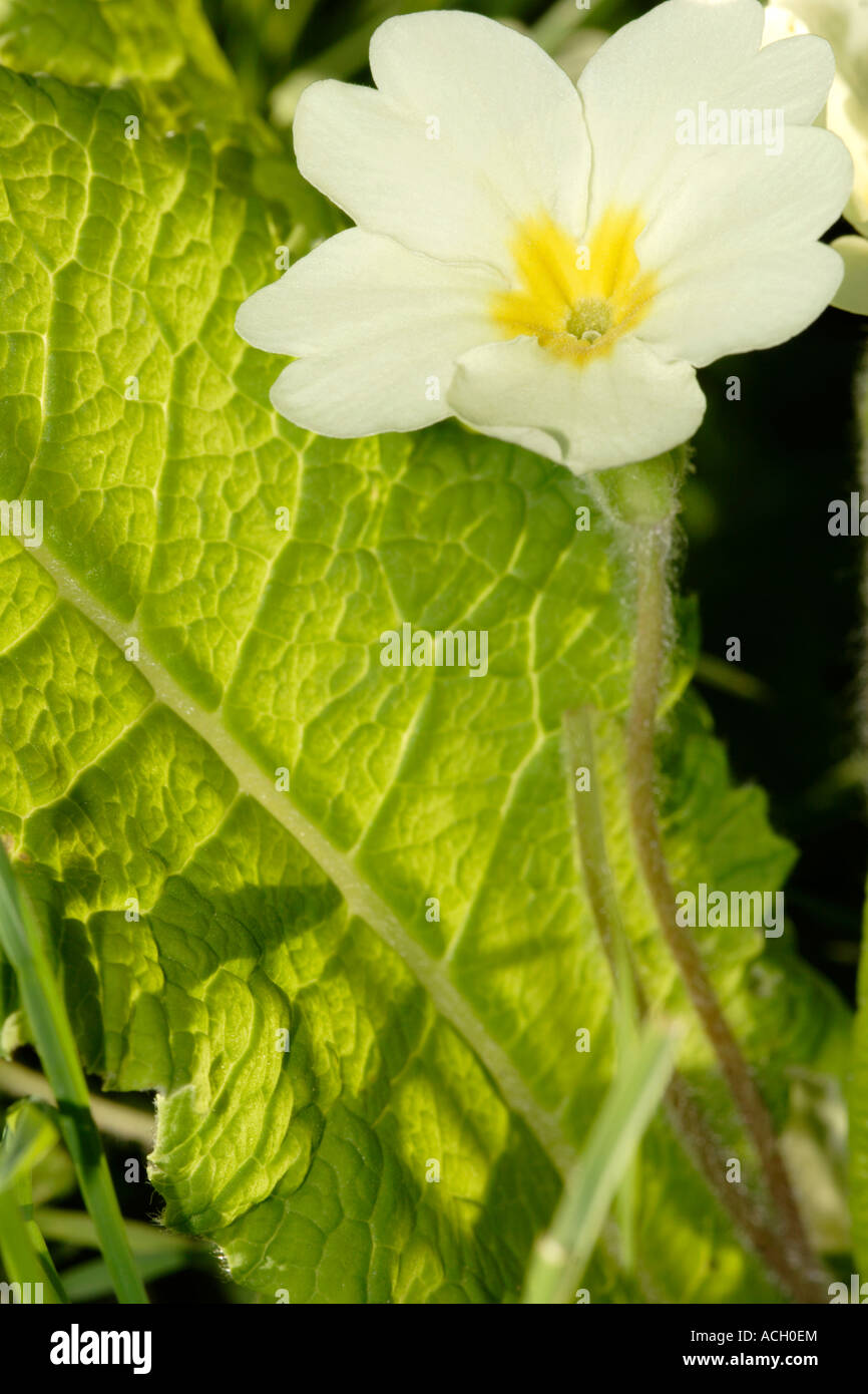 Primrose leaf hi-res stock photography and images - Alamy
