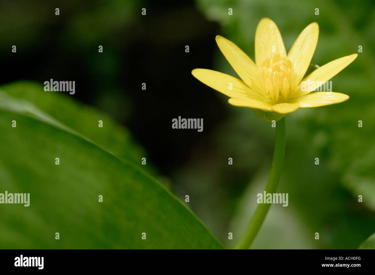 Lesser Celandine flower (Ranunculus ficaria) England, UK Stock Photo ...