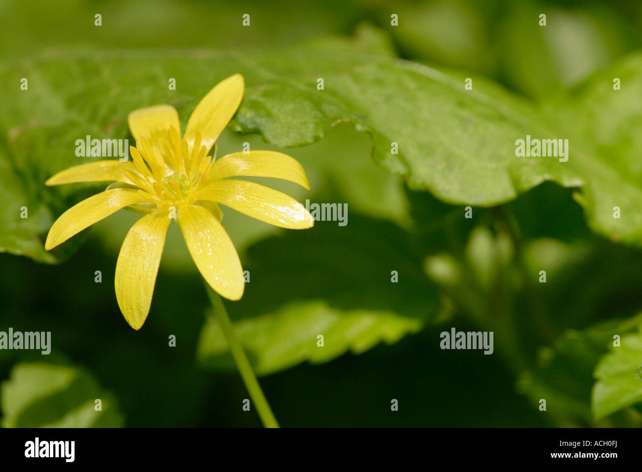 Lesser Celandine flower (Ranunculus ficaria) England, UK Stock Photo ...