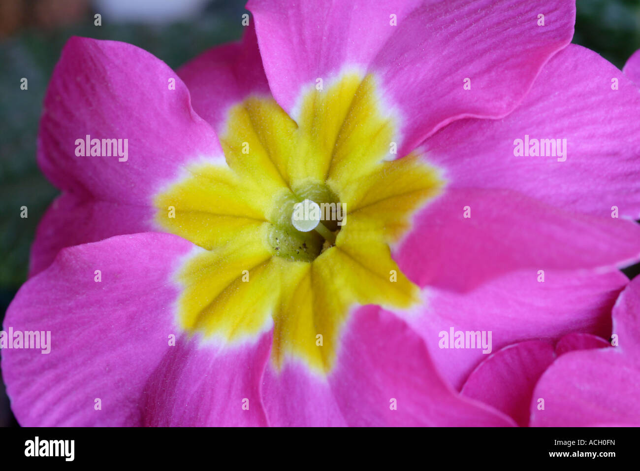 Primrose primula sp hi-res stock photography and images - Alamy