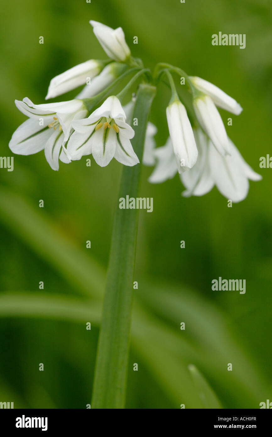Three cornered leek (Allium triquetrum) in flower, England, UK Stock ...