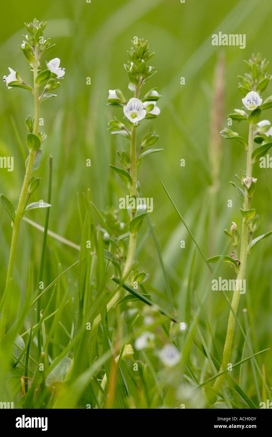 Thyme leaved speedwell Veronica serpyllifolia in flower England UK ...