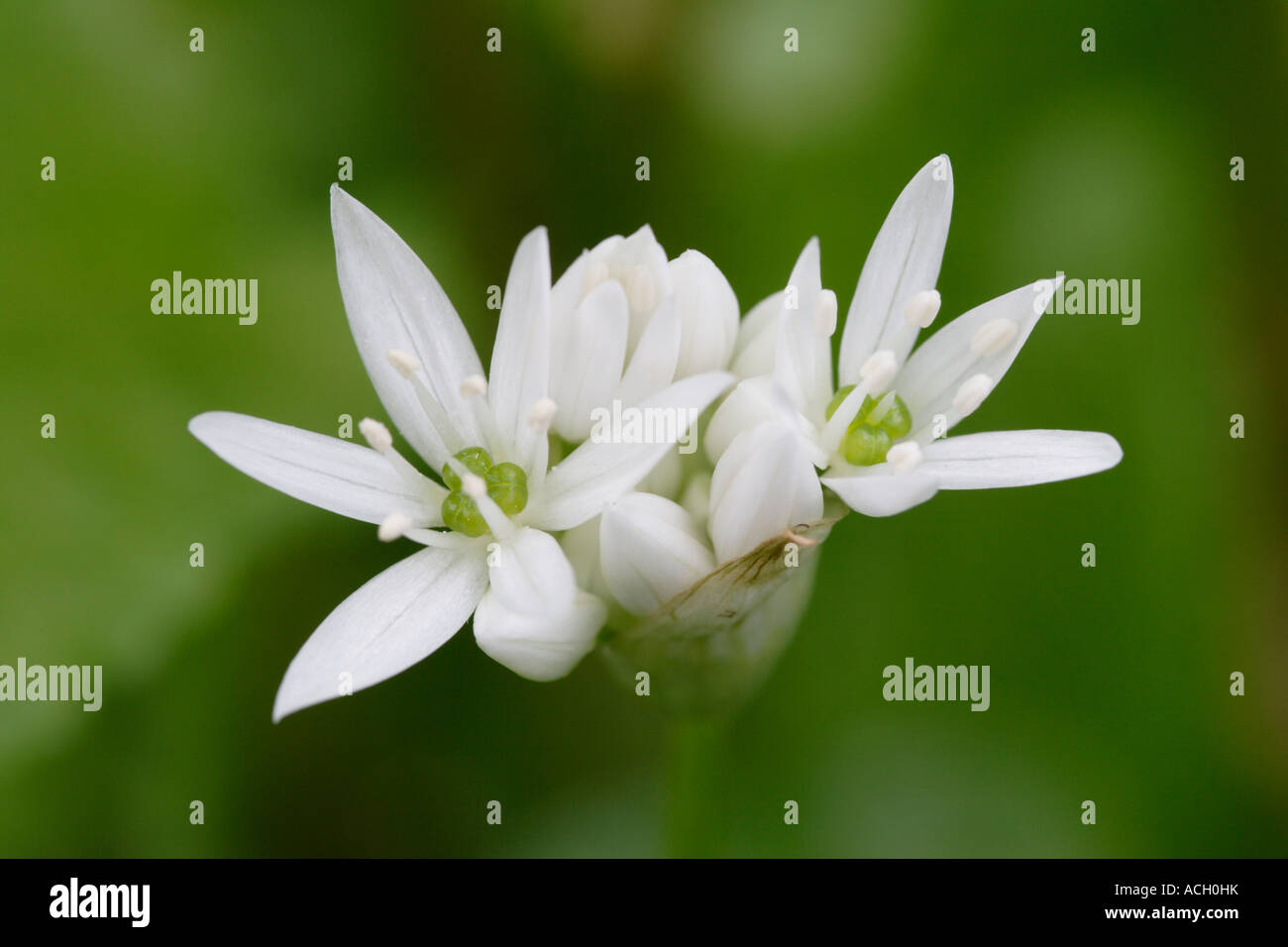 Ramsons or wild garlic (Allium ursinum) England, UK Stock Photo - Alamy