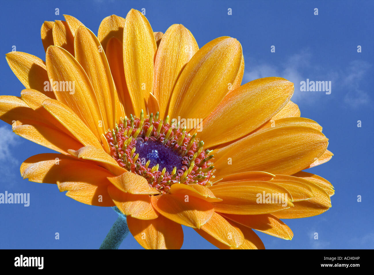 Orange Gerbera Daisy (Gerbera Hybrida) In Sky In Sofia The Capital Of ...