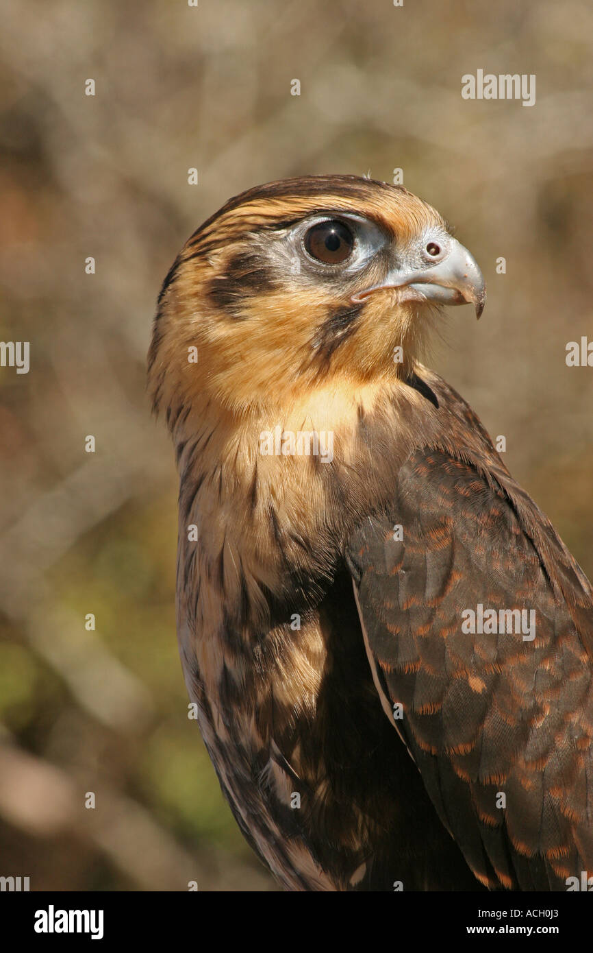 Feathers of australia hi-res stock photography and images - Alamy