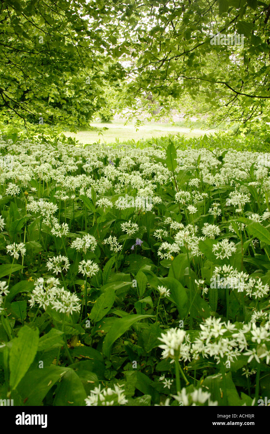 Wild Garlic or Ramsons (Allium ursinum) Cornwall, England, UK Stock ...