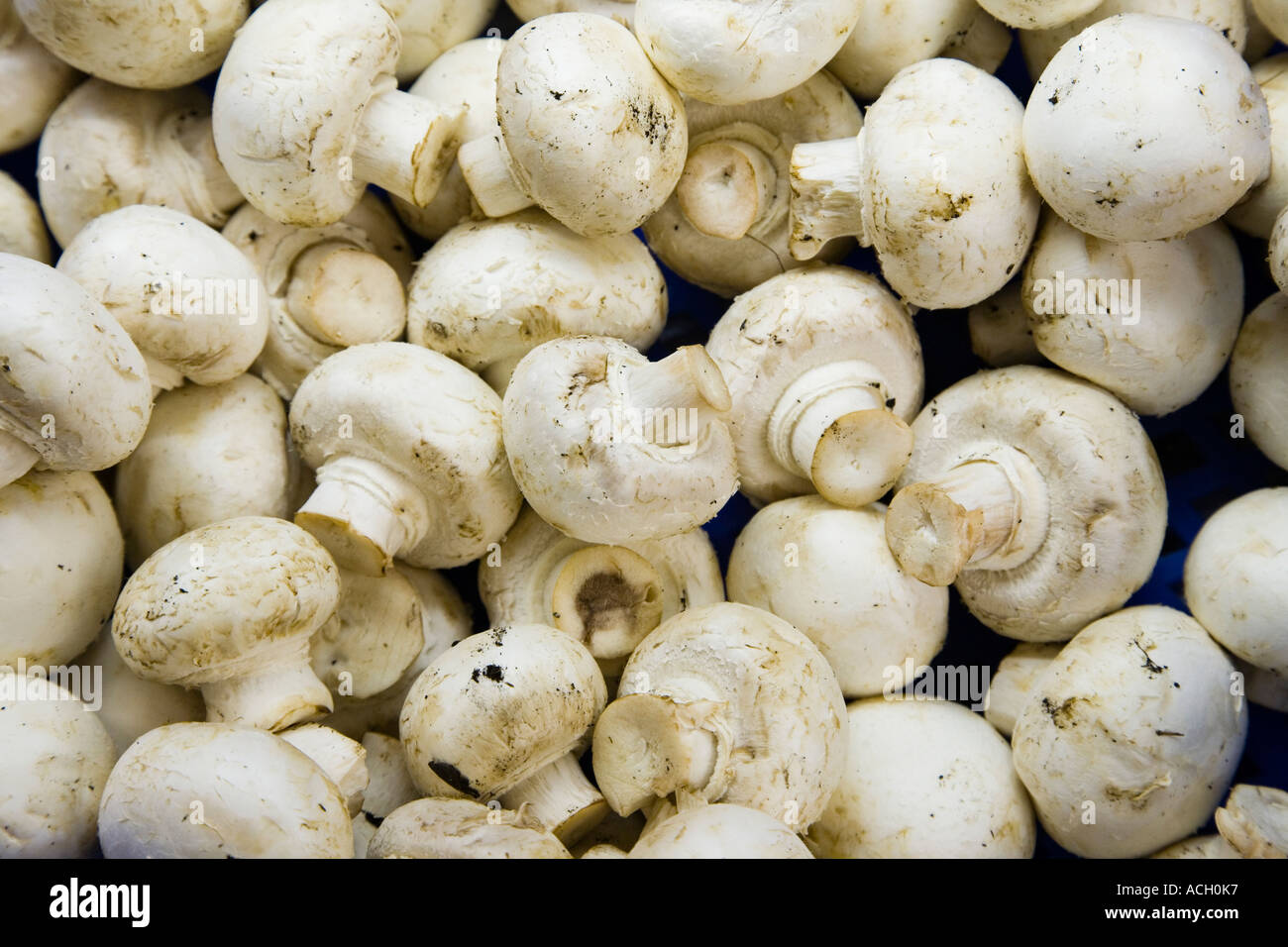 Common field mushrooms hi-res stock photography and images - Alamy