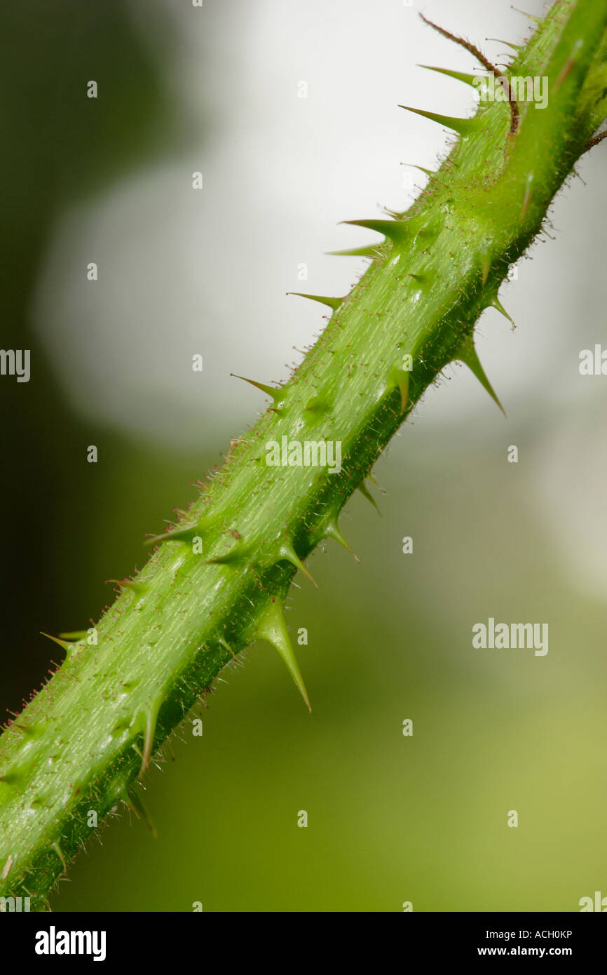 Rubus fruticosus thorn hi-res stock photography and images - Alamy