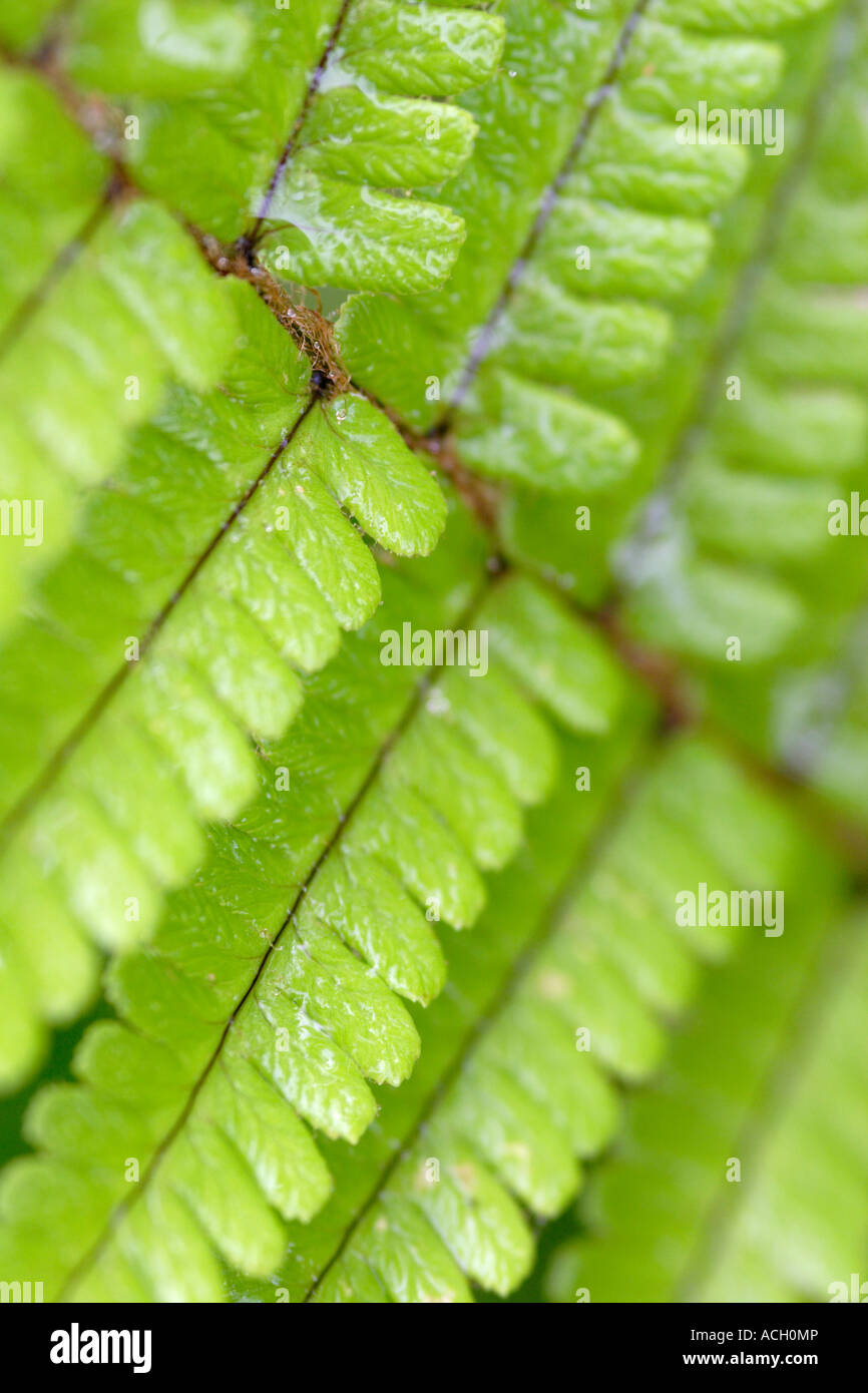 Frond patterns hi-res stock photography and images - Alamy