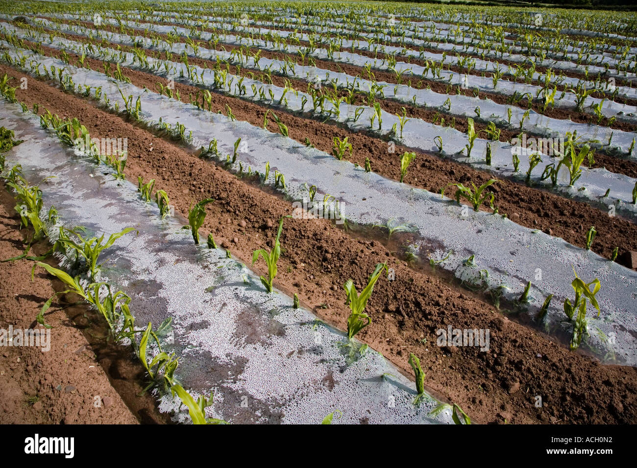 Sweet Corn On Plastic Mulch