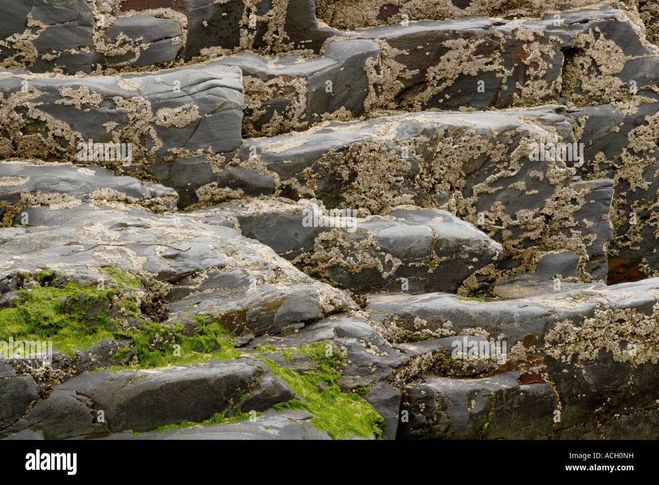 Barnacle covered rock at coast England UK Stock Photo - Alamy