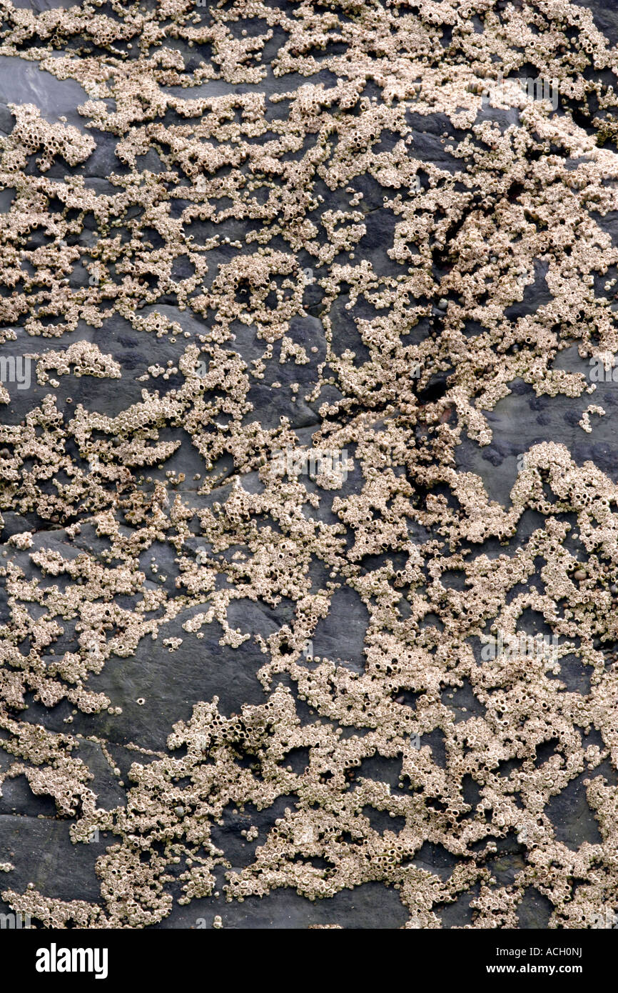 Barnacles Chthalamus stellatus covering rock England UK Stock Photo - Alamy