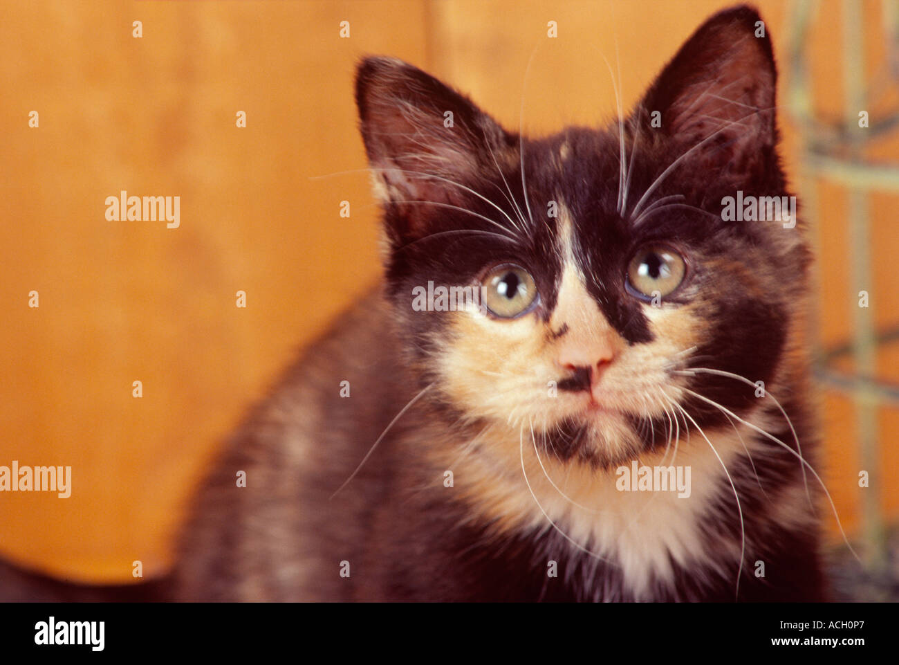 Stock photo kitten Tortoise Shell Calico closeup PR 209 Stock Photo - Alamy