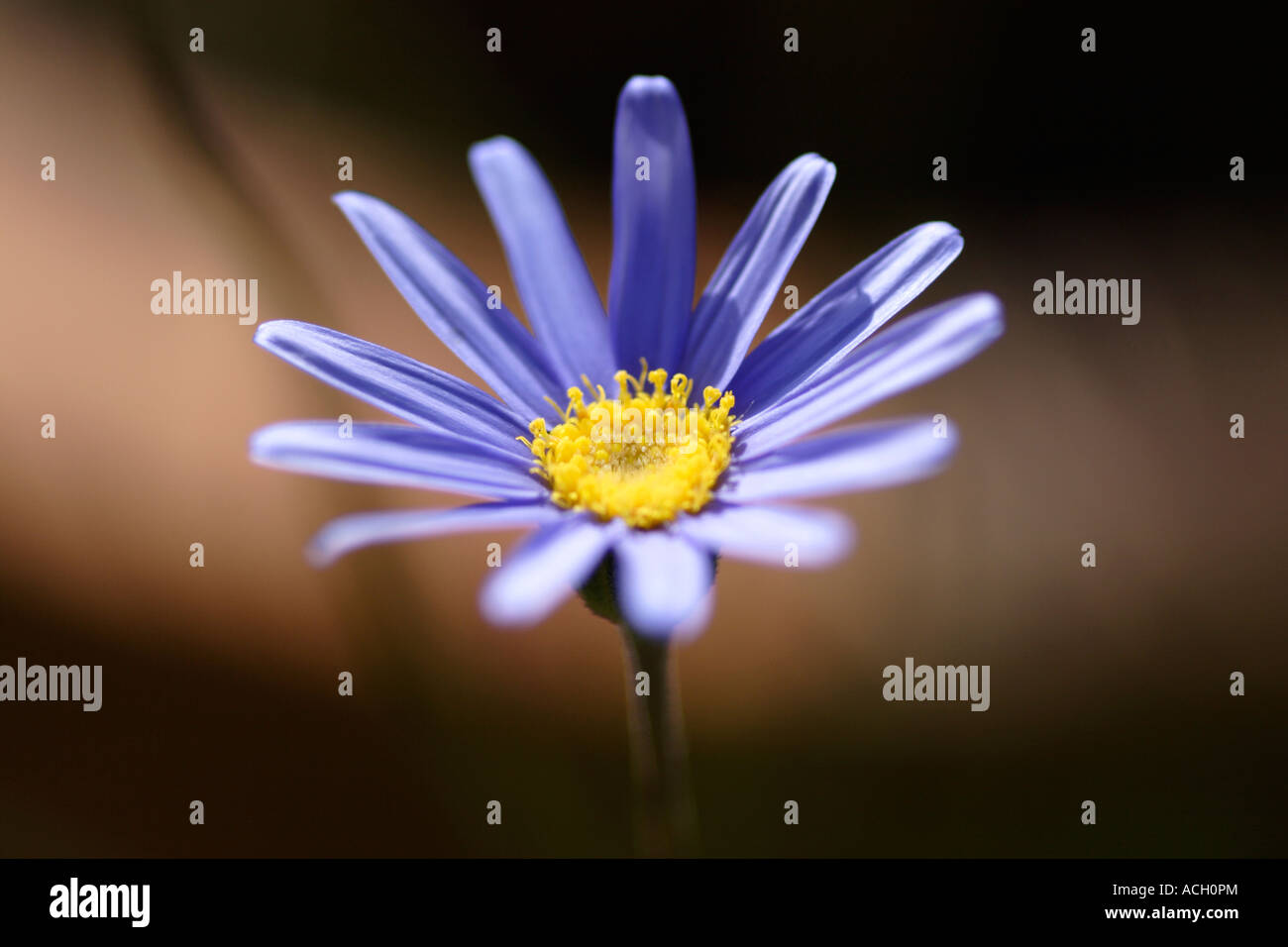 Felicia flowers england uk hi-res stock photography and images - Alamy