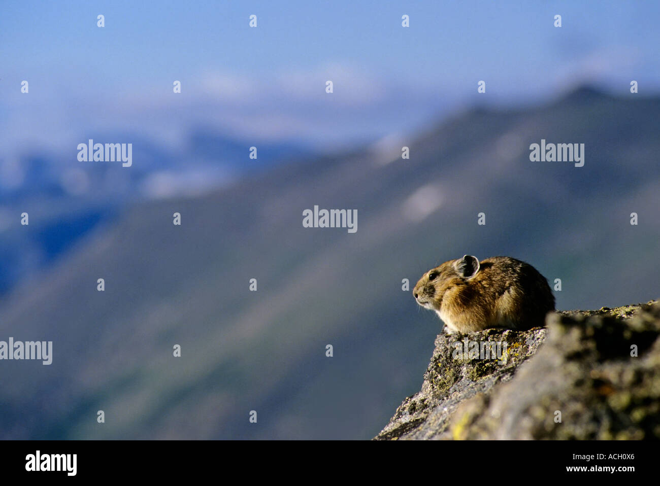 American pika rocky mountains colorado hi-res stock photography and ...