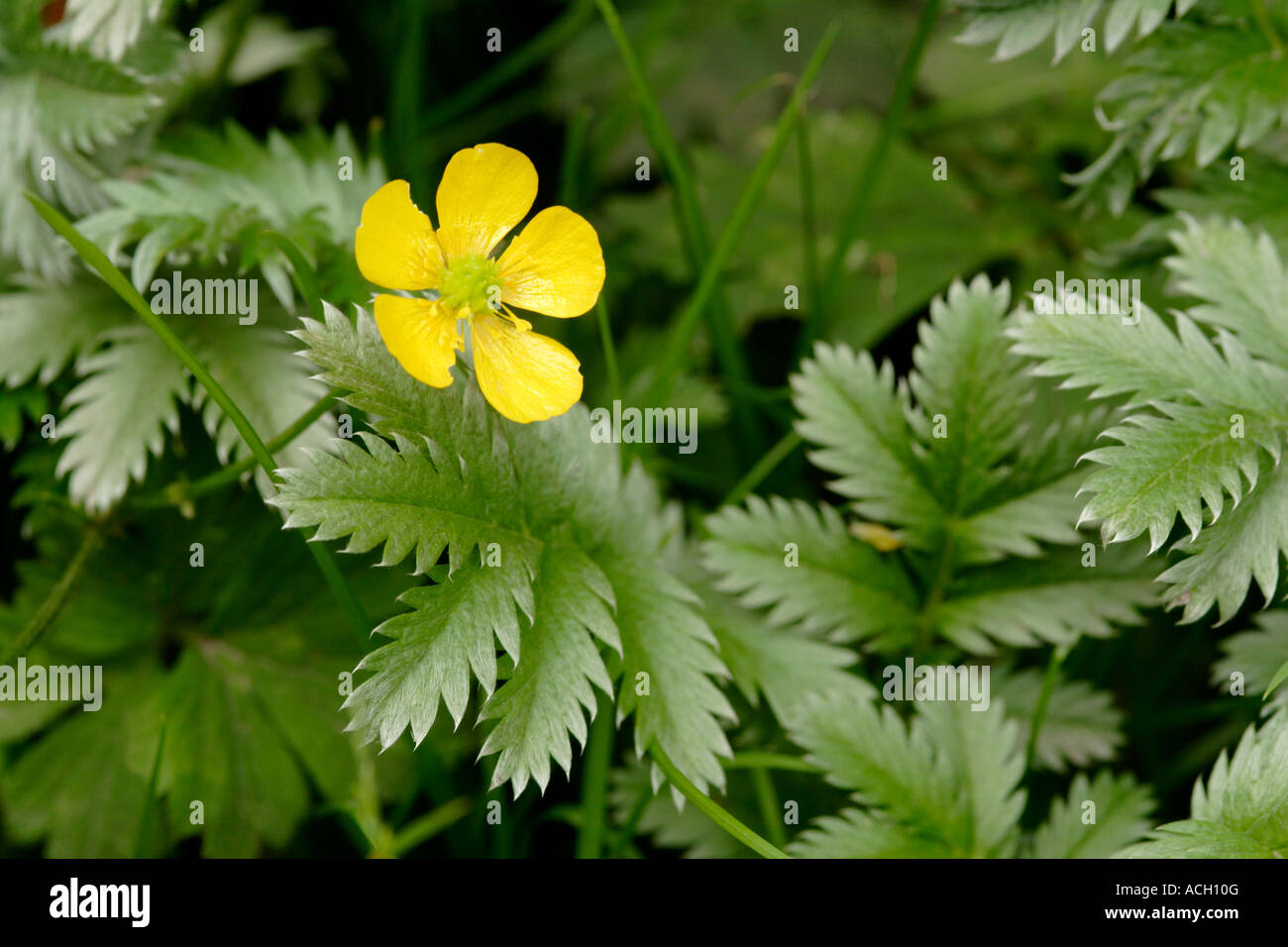 Silverweed flower and leaves Potentilla anserina close up England UK ...