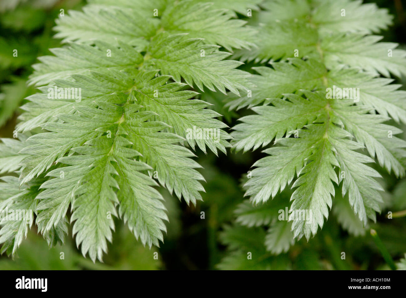 Silverweed leaves Potentilla anserina close up England UK Stock Photo ...