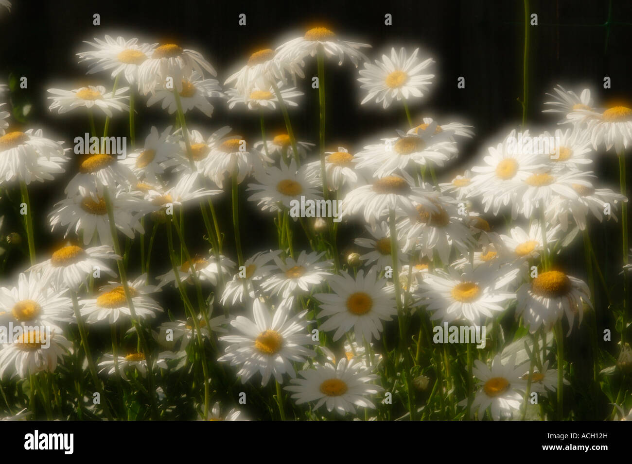 Ox eye daisies Leucanthemum vulgare England UK Stock Photo - Alamy