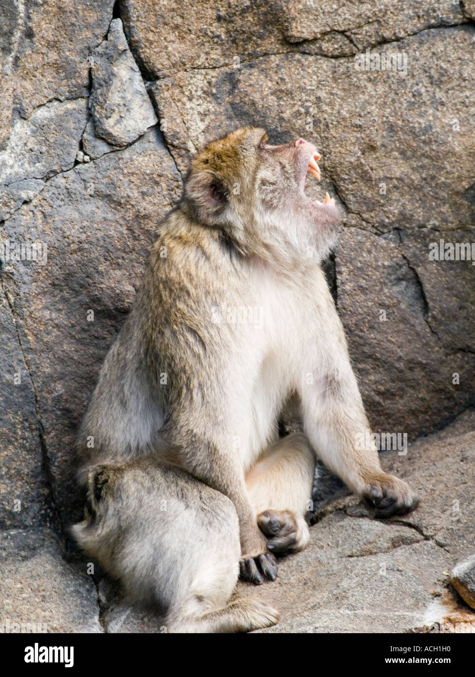 Gibraltar Ape Teeth High Resolution Stock Photography and Images - Alamy
