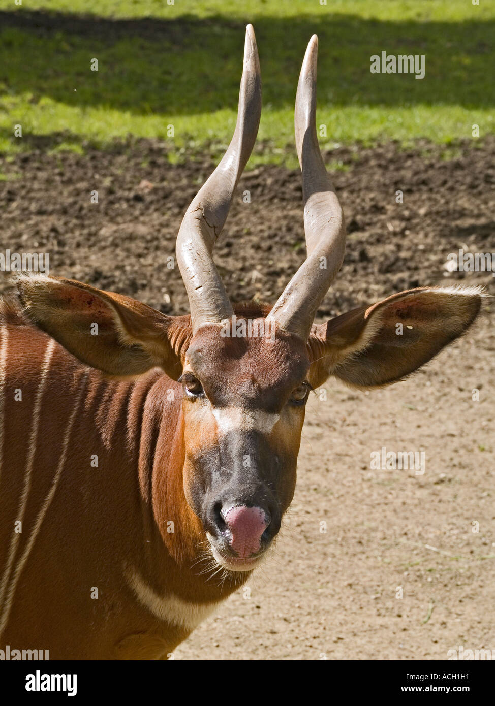 Isaac bongo hi-res stock photography and images - Alamy