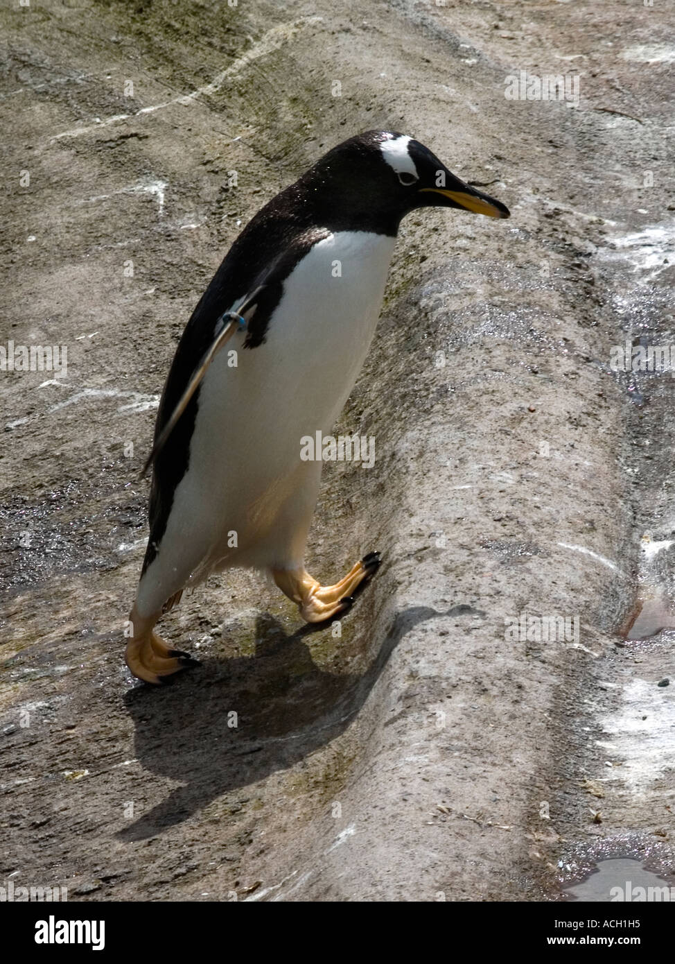 Scottish zoo hi-res stock photography and images - Alamy