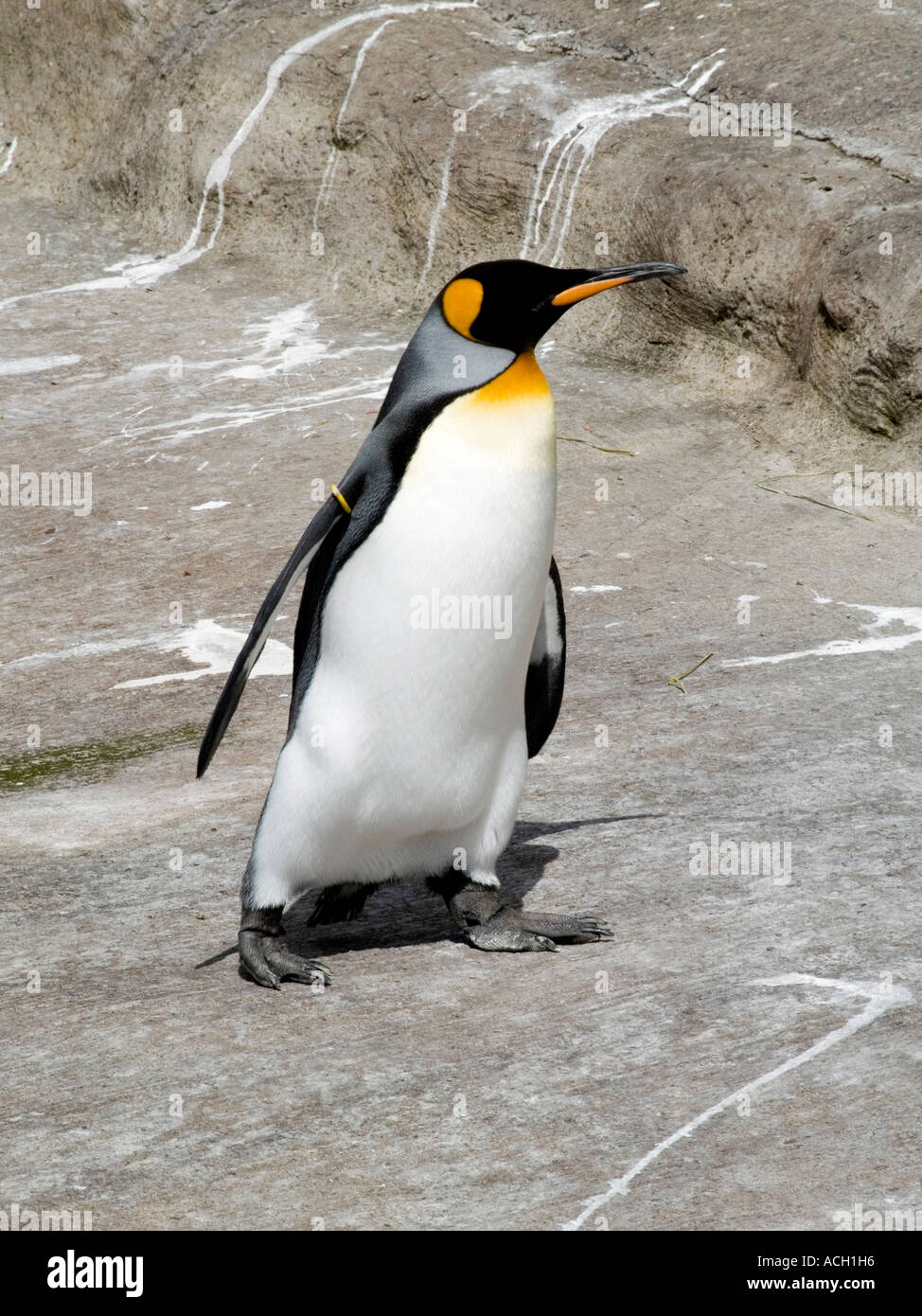 King Penguin Walking Poster King Penguins (Aptenodytes Patagonicus)