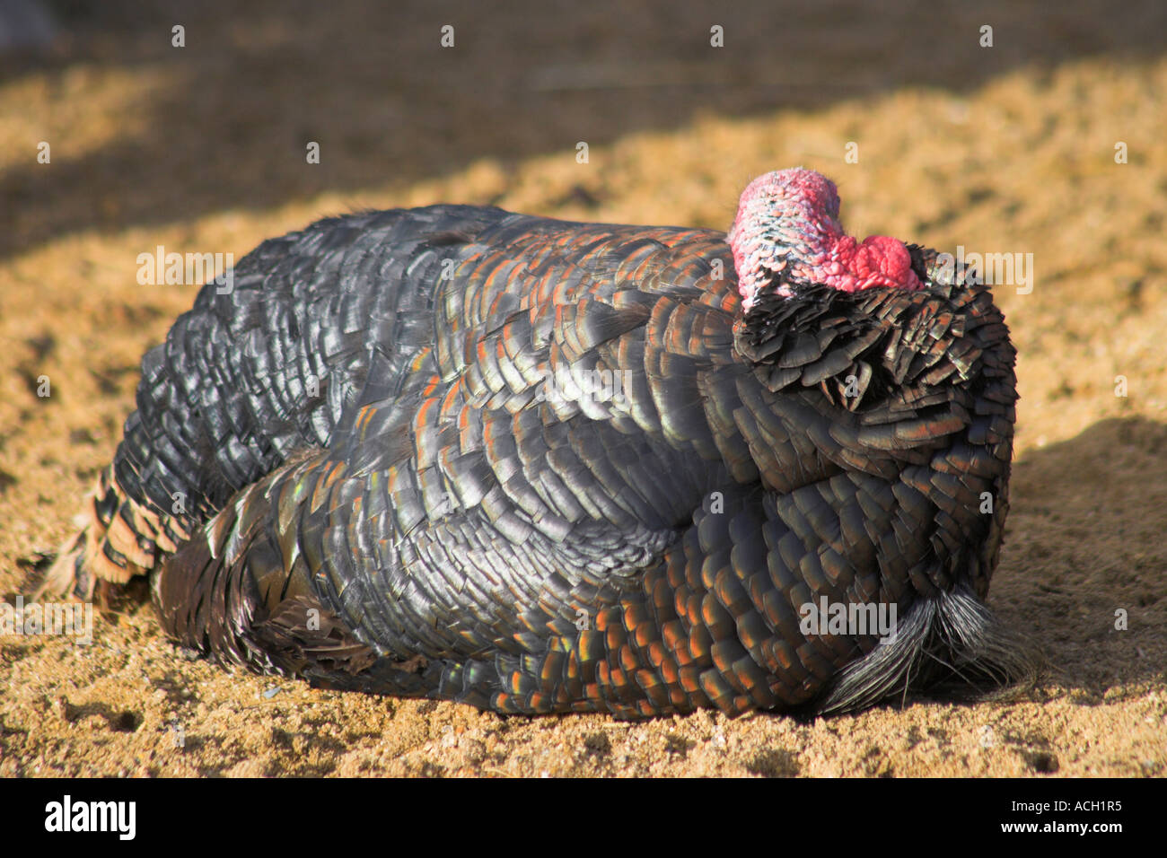 Feathered turkey hi-res stock photography and images - Alamy