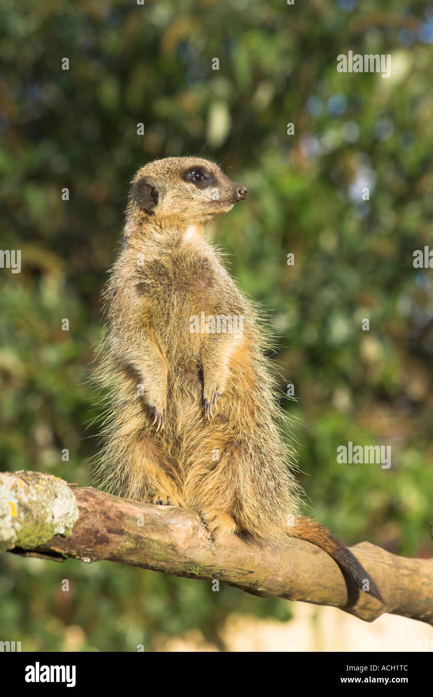 Digger on shoulder hi-res stock photography and images - Alamy