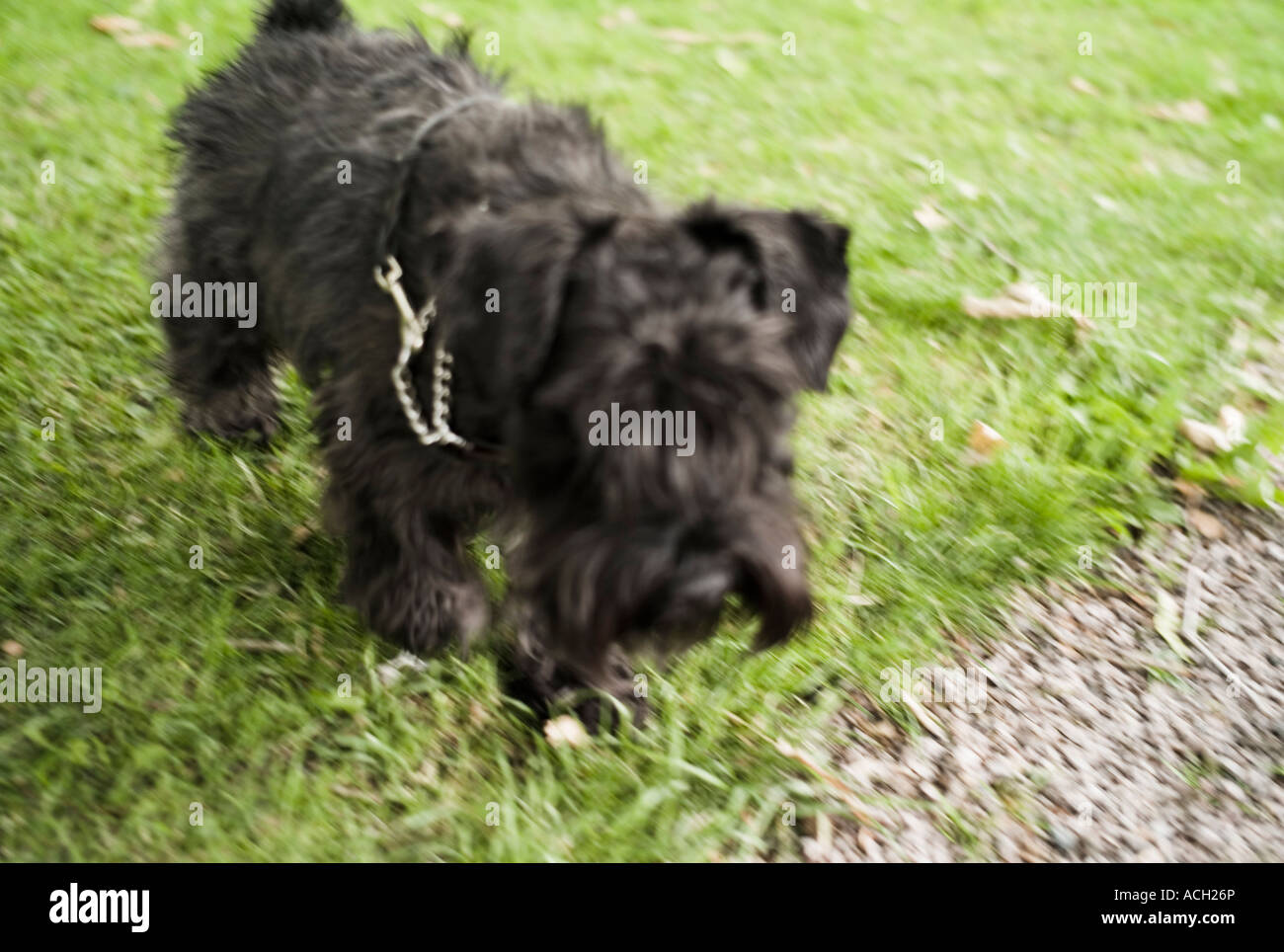 Pet motion blur hi-res stock photography and images - Alamy