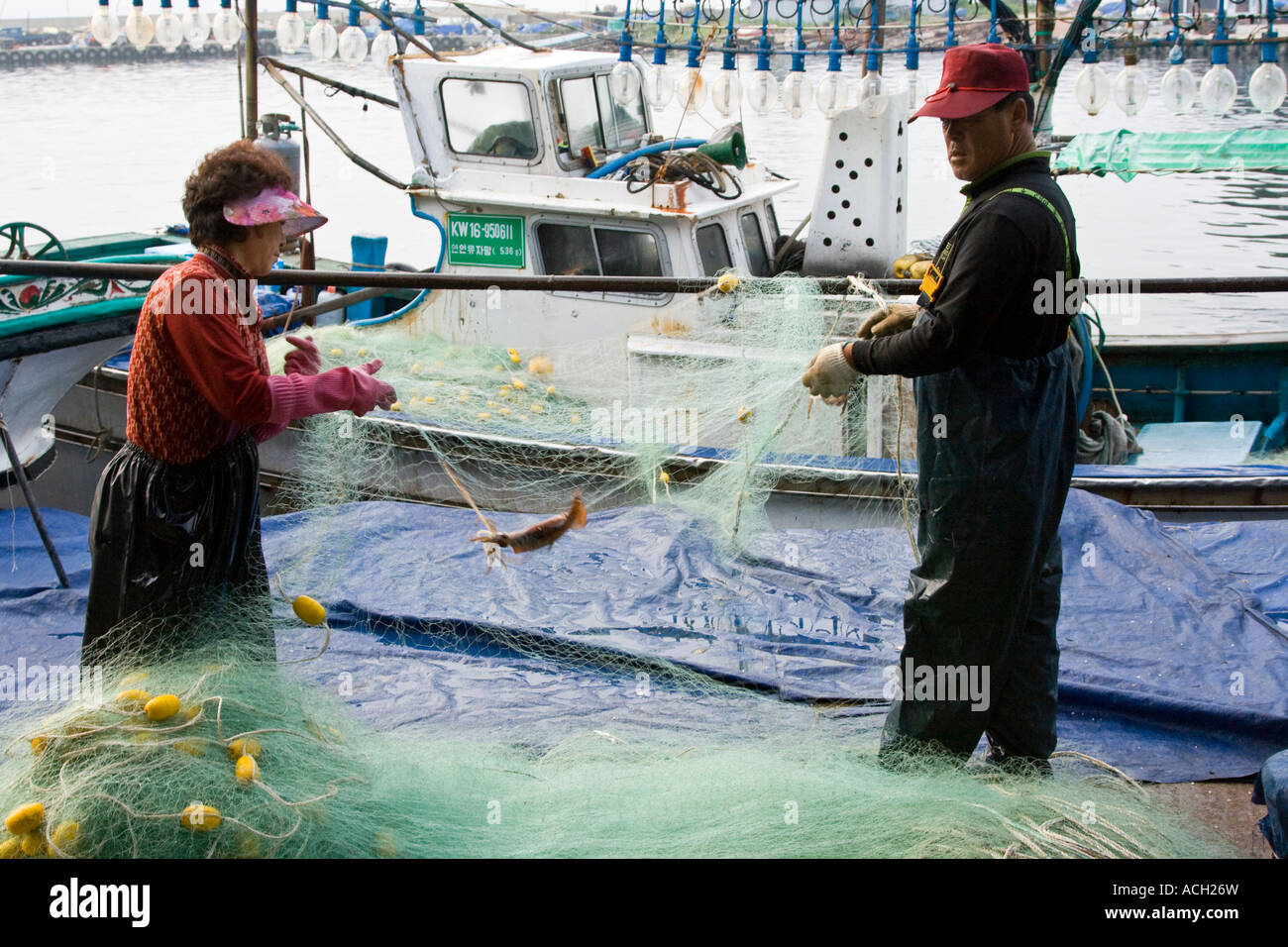 Pulling Nets and Removing Squid on Piers Cheongjin Fishing Village near ...