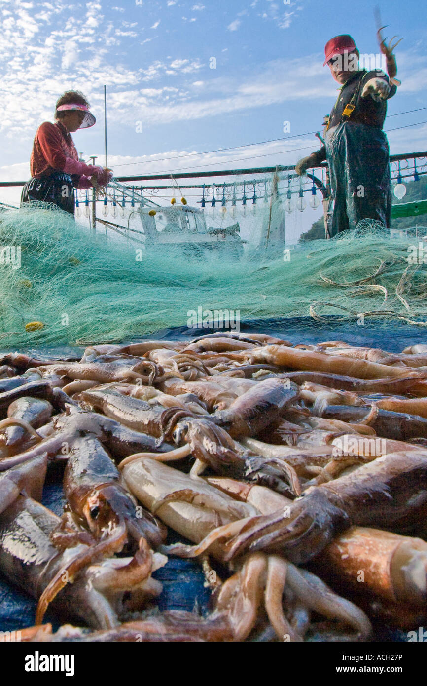 Pulling Nets and Removing Squid on Piers Cheonjin Fishing Village near ...