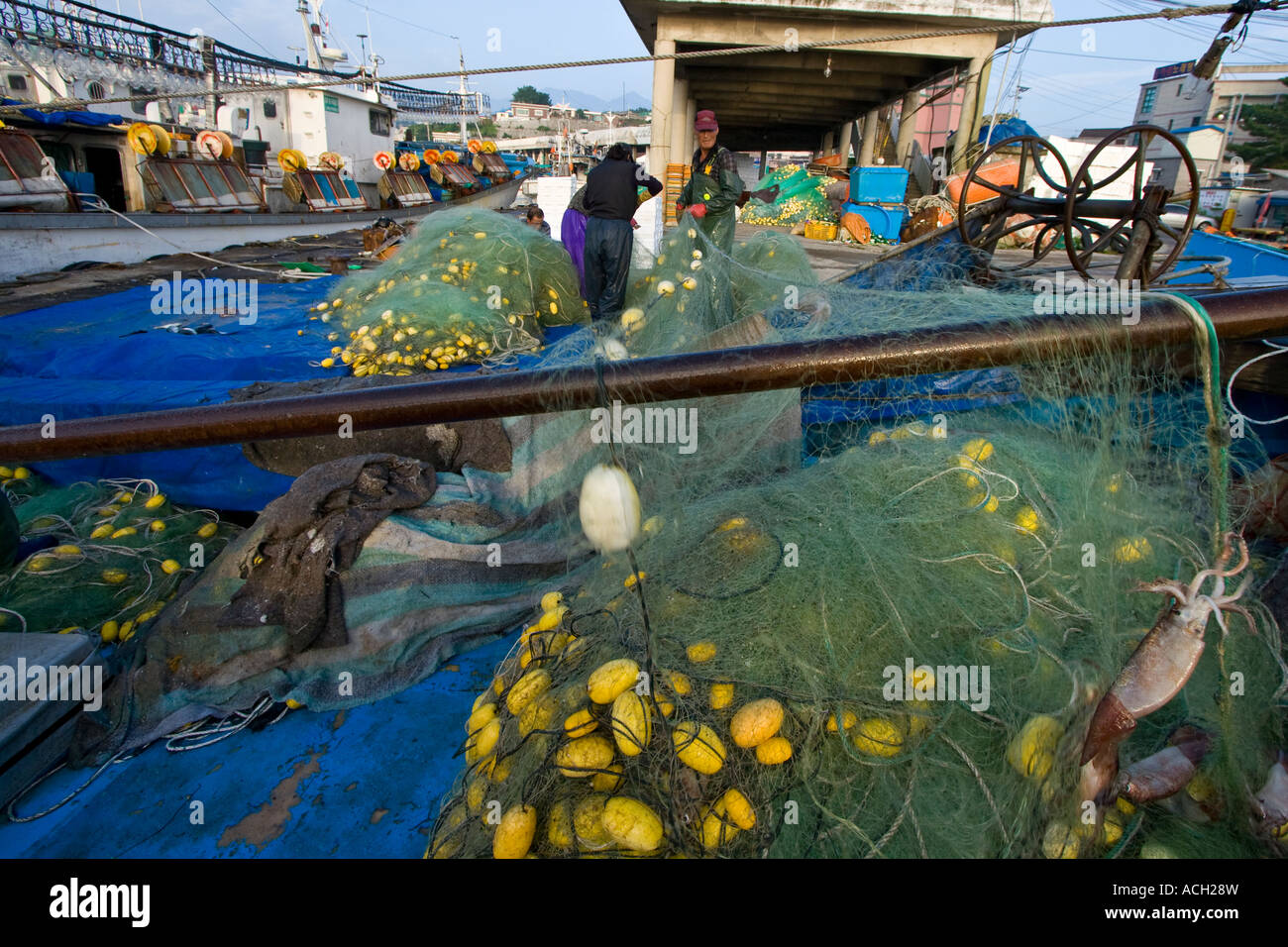 Pulling Nets and Removing Squid on Piers Cheongjin Fishing Village near ...