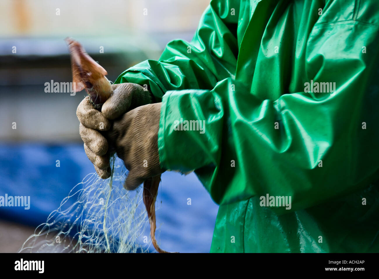Pulling Nets and Removing Squid on Piers Cheongjin Fishing Village near ...