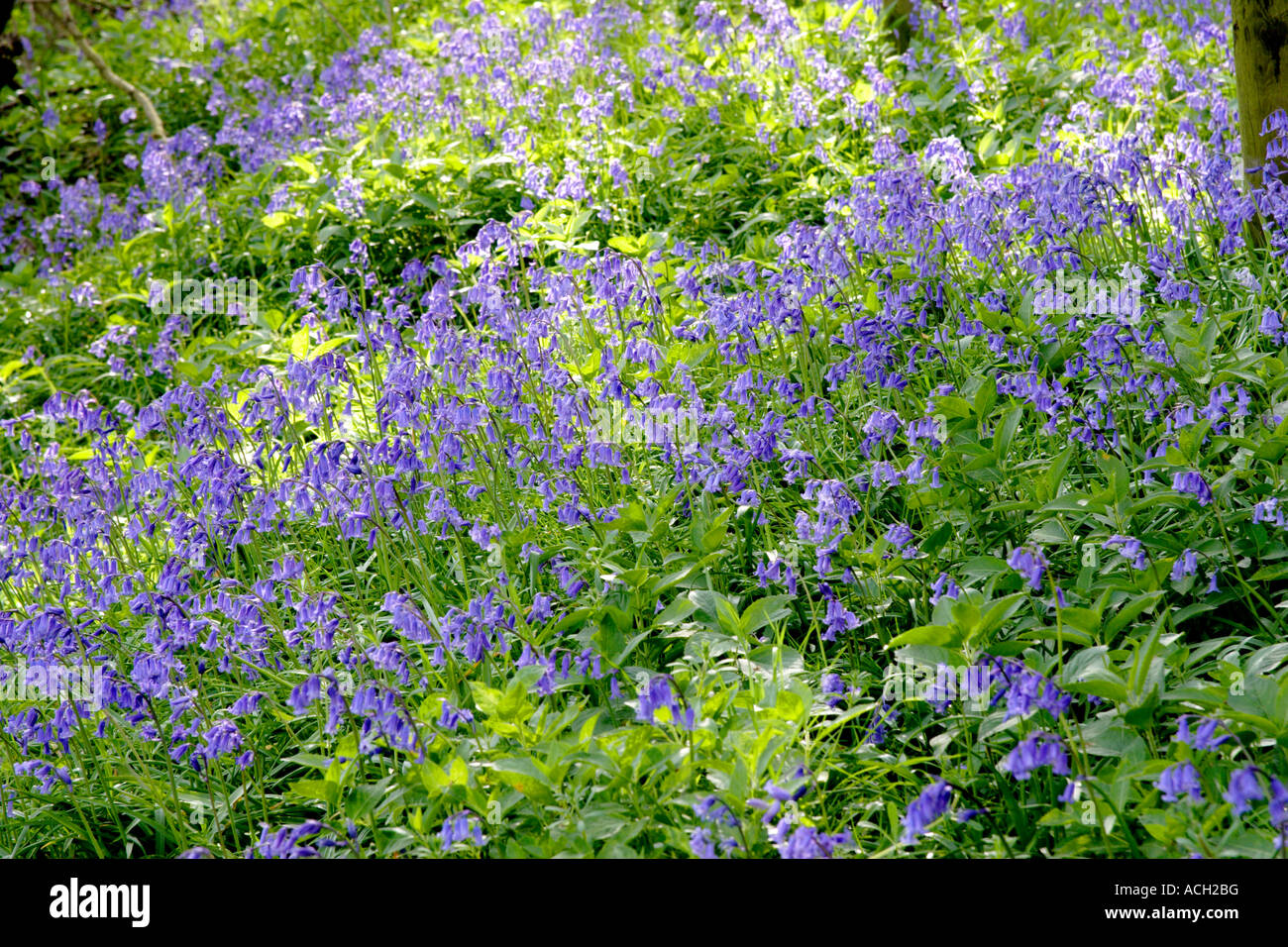 Wild bluebells (Hyacinthoides non scripta) covering woodland floor ...