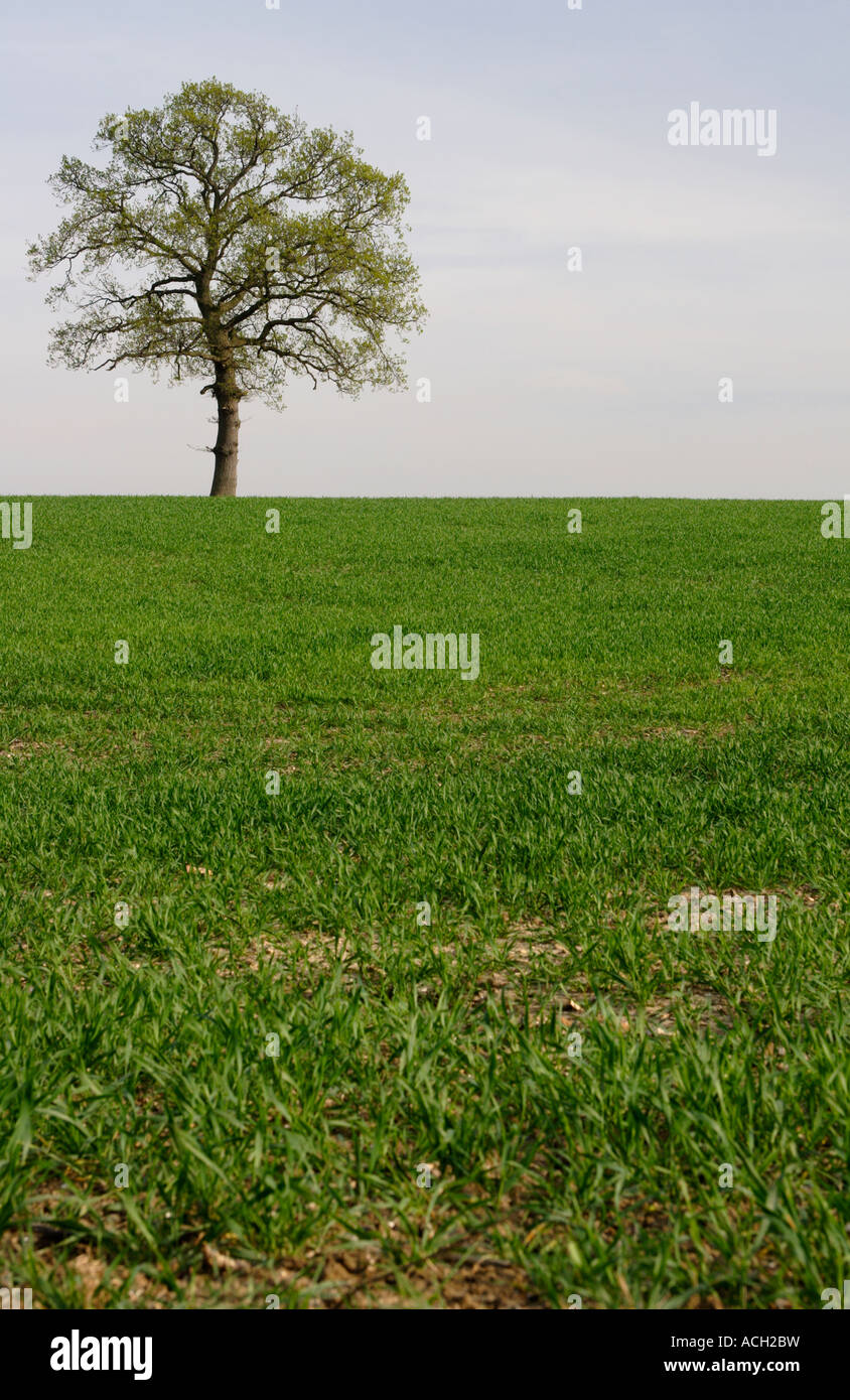 Single English Oak tree (Quercus robur) on farmland, England, UK Stock ...