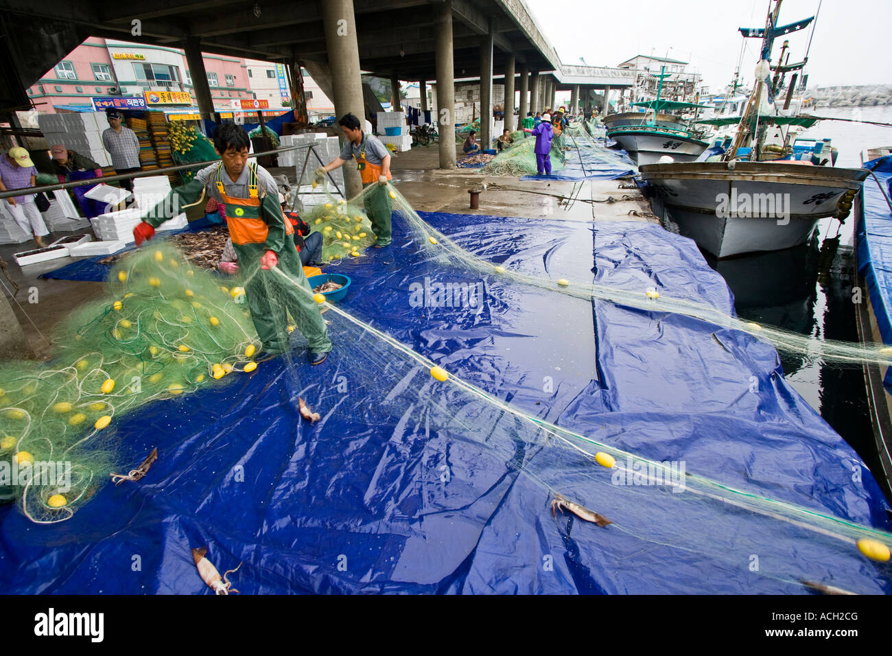 Pulling Nets and Removing Squid on Piers Cheongjin Fishing Village near ...