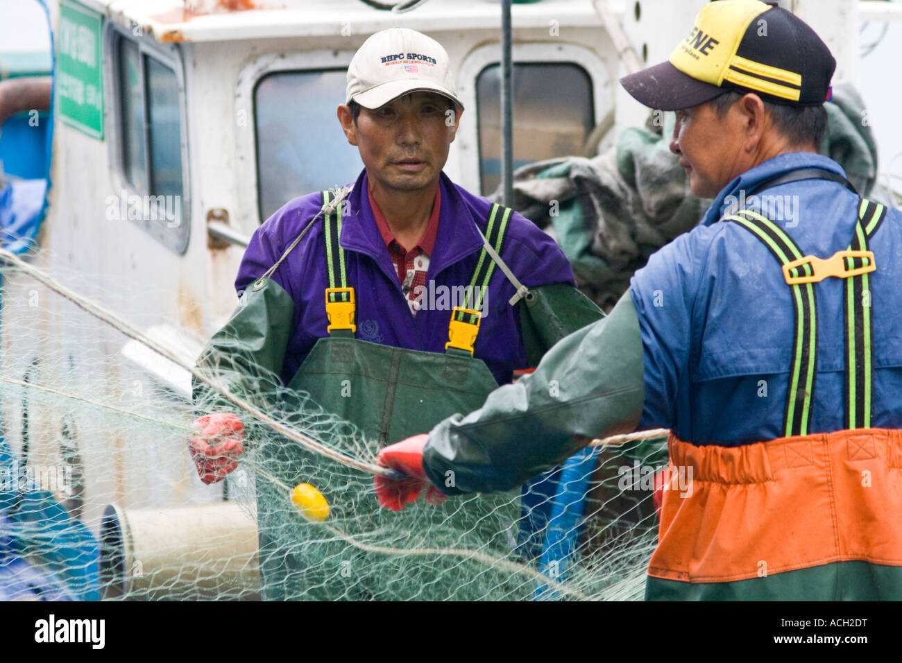 Pulling Nets and Removing Squid on Piers Cheongjin Fishing Village near ...