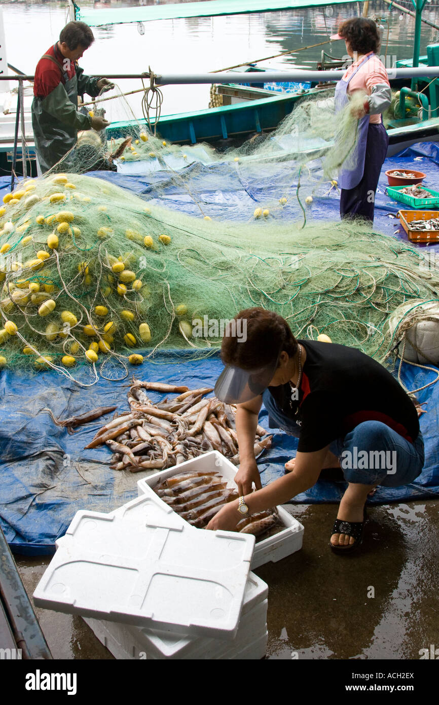 Korean Woman Packing Squid on Piers Cheongjin Fishing Village near ...