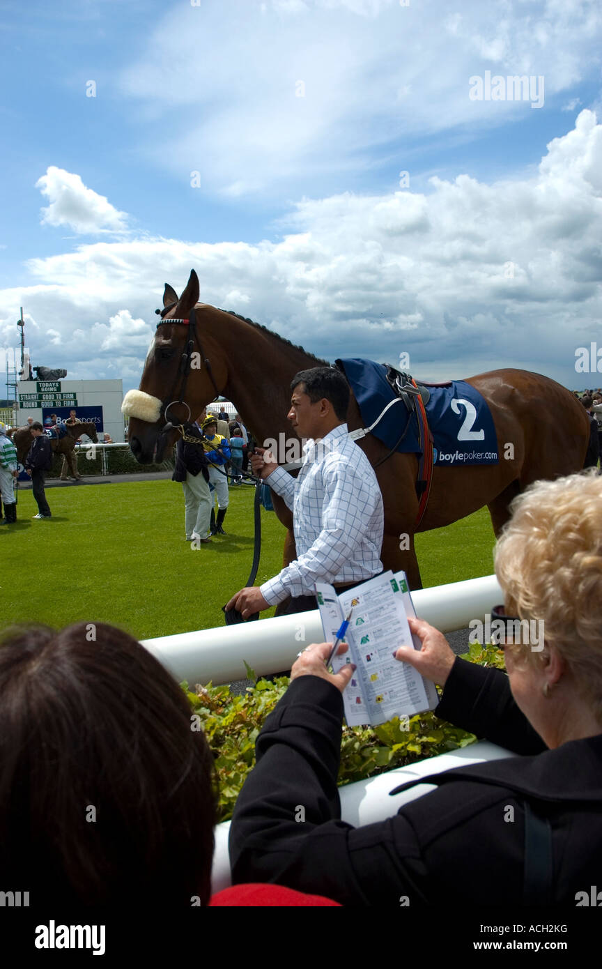 Parade ring, Curragh racecourse, Ireland Stock Photo - Alamy