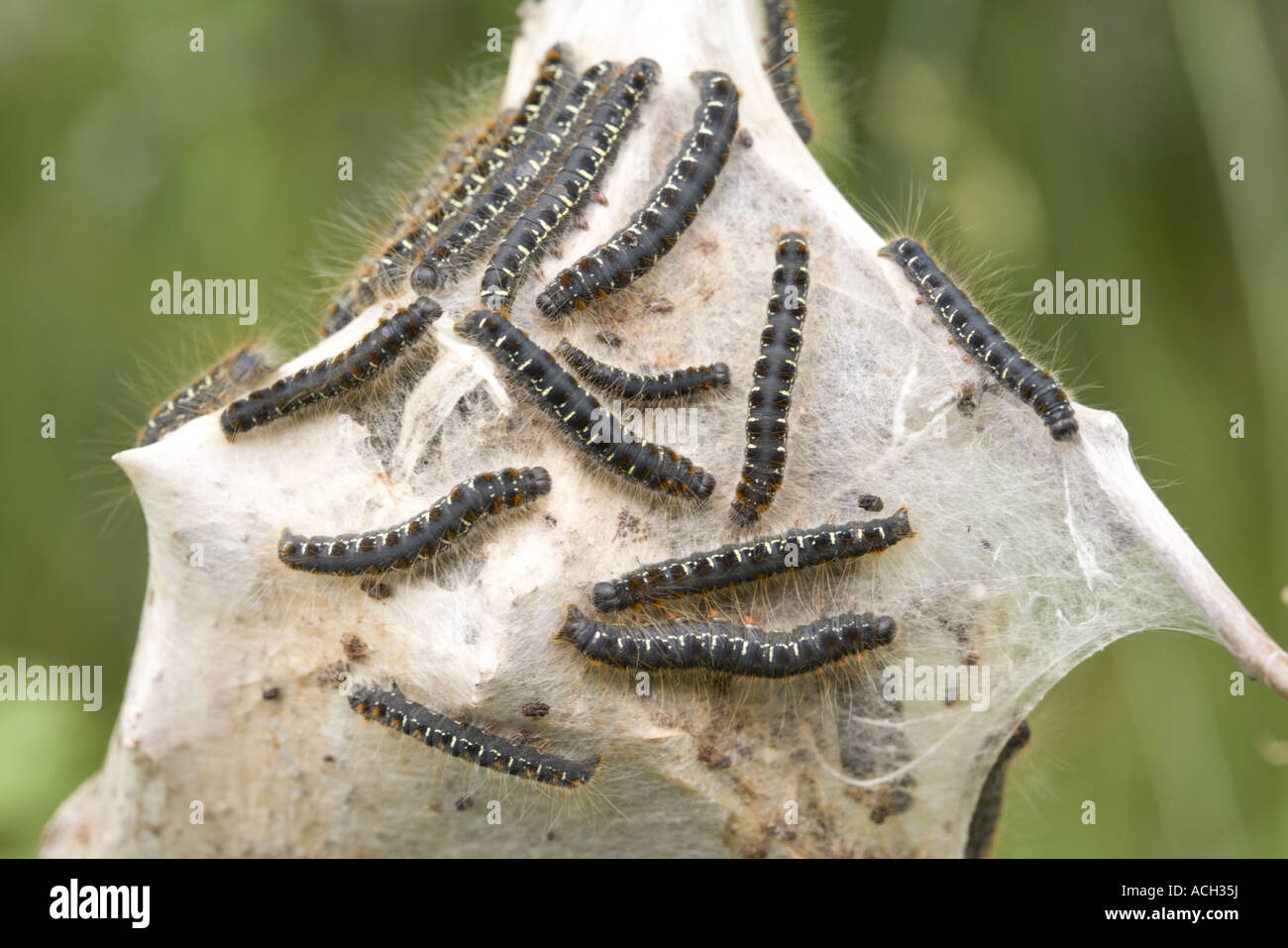 Nest of caterpillars, Drôme Provencale, France Stock Photo - Alamy