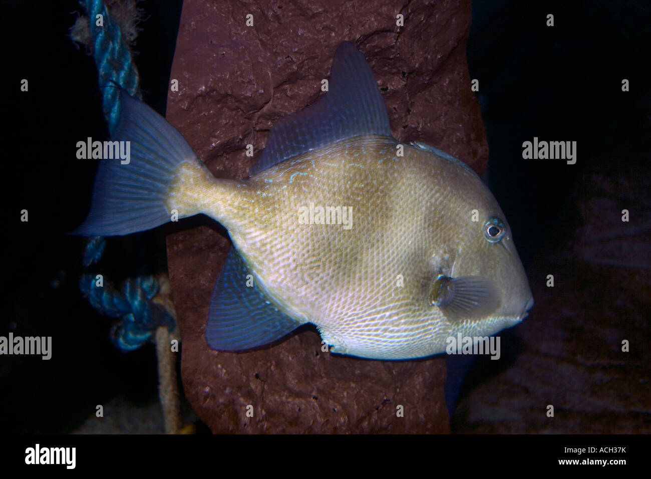 Trigger fish hi-res stock photography and images - Alamy