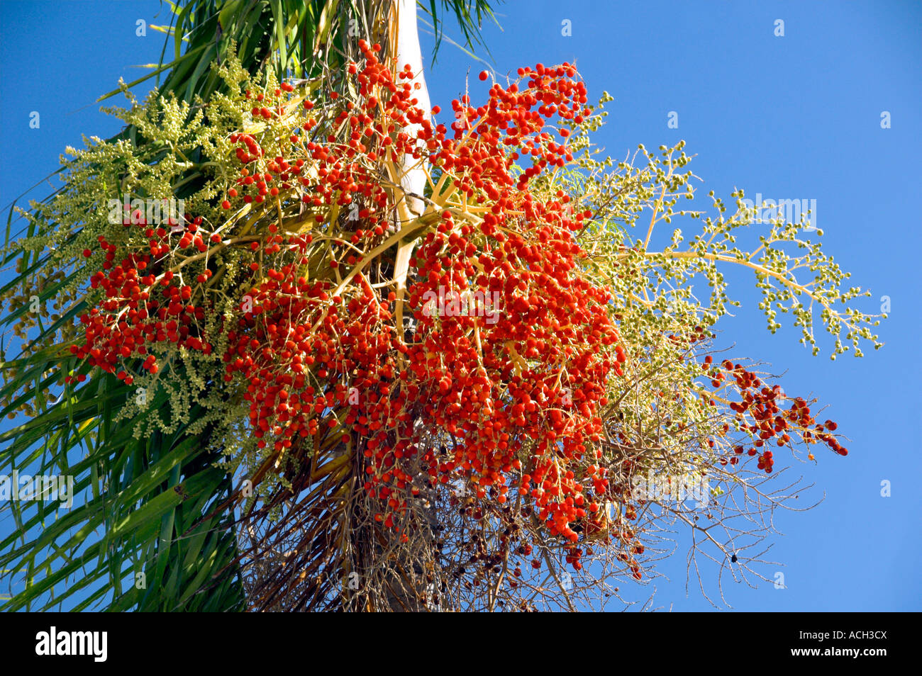Palm fronds and red palm seeds growing on decorative palm tree in Miami ...