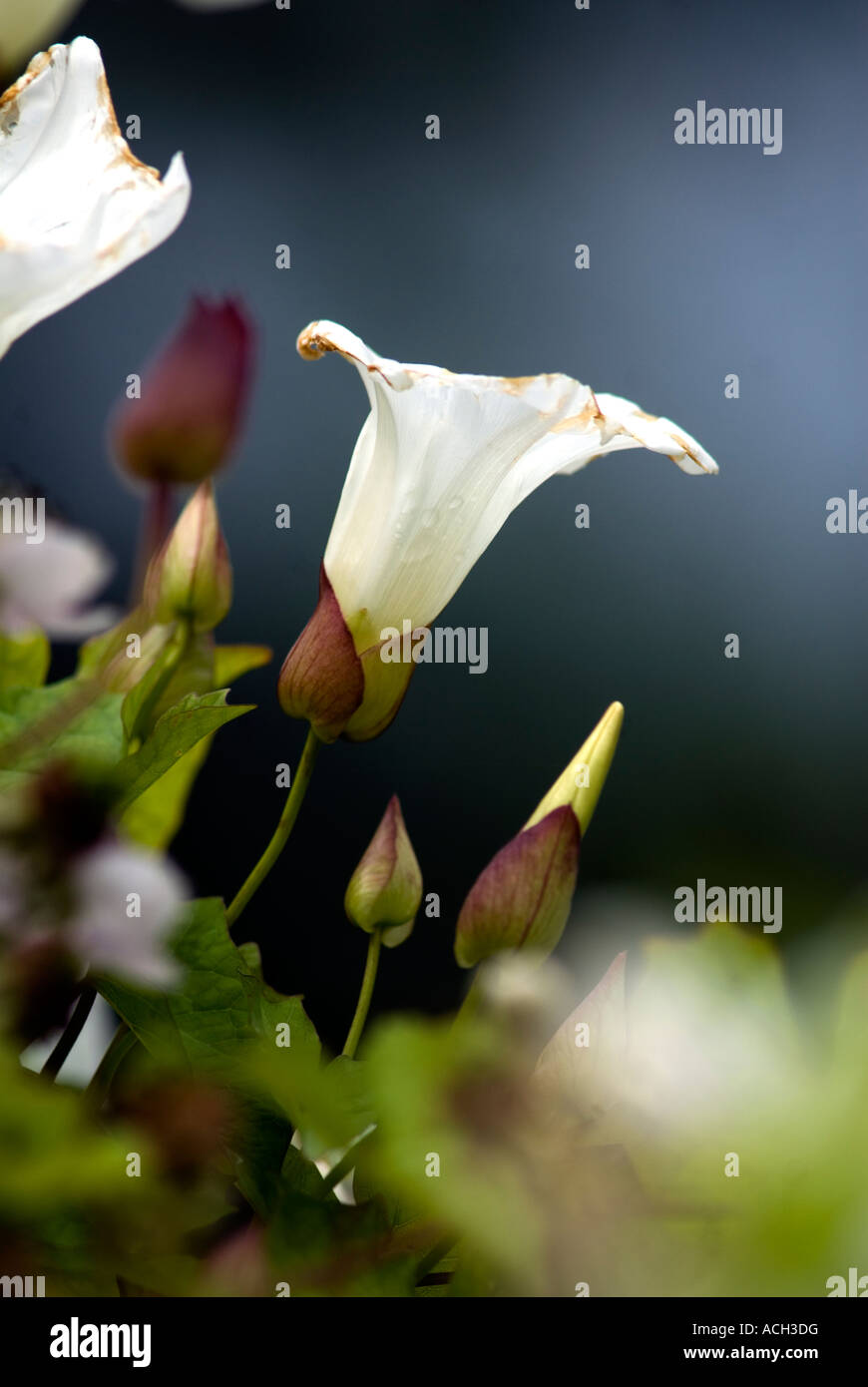 Hedge Bindweed Calystegia Convolvulus sepium Stock Photo - Alamy