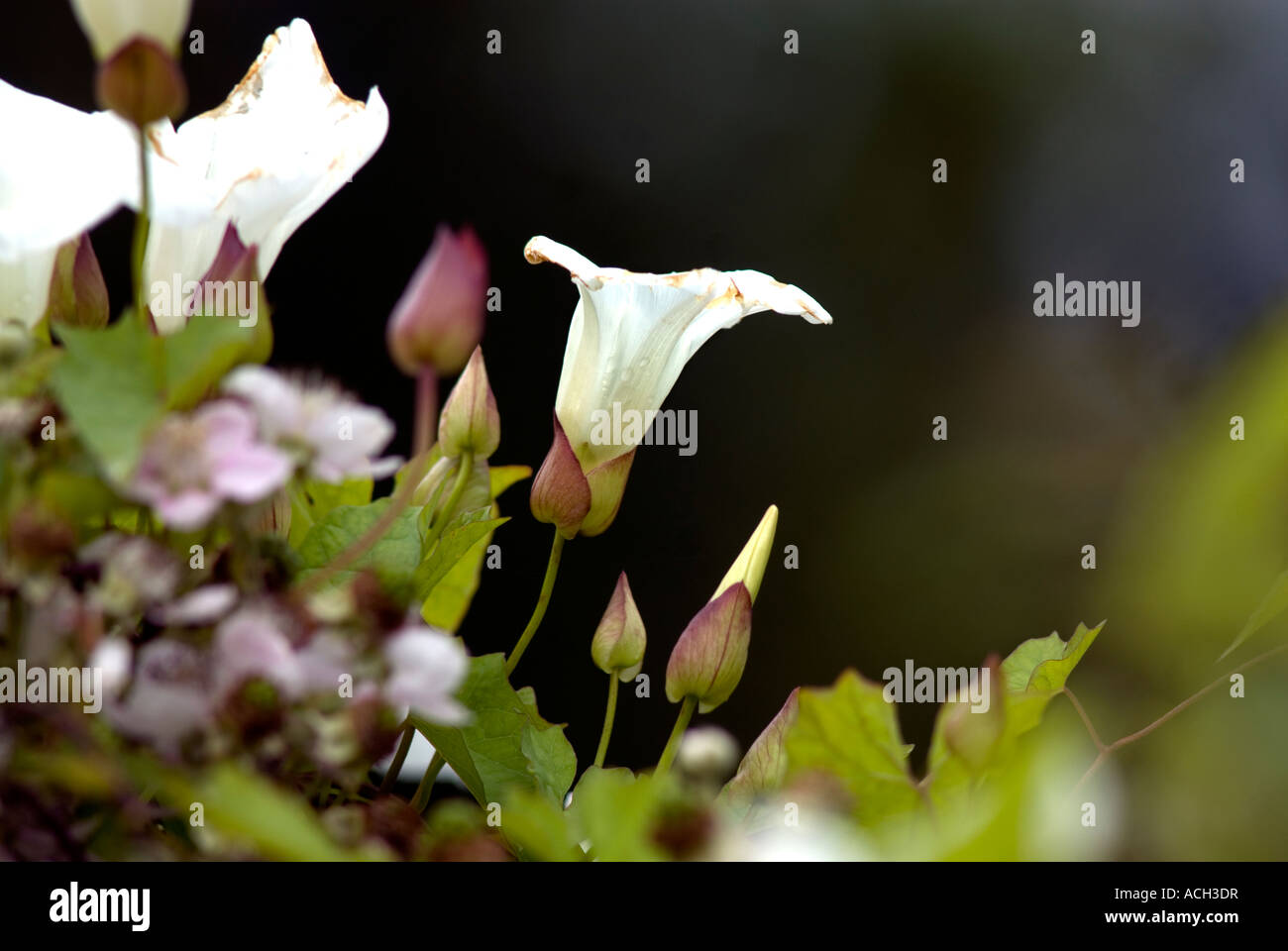 Hedge Bindweed Calystegia Convolvulus sepium Stock Photo - Alamy