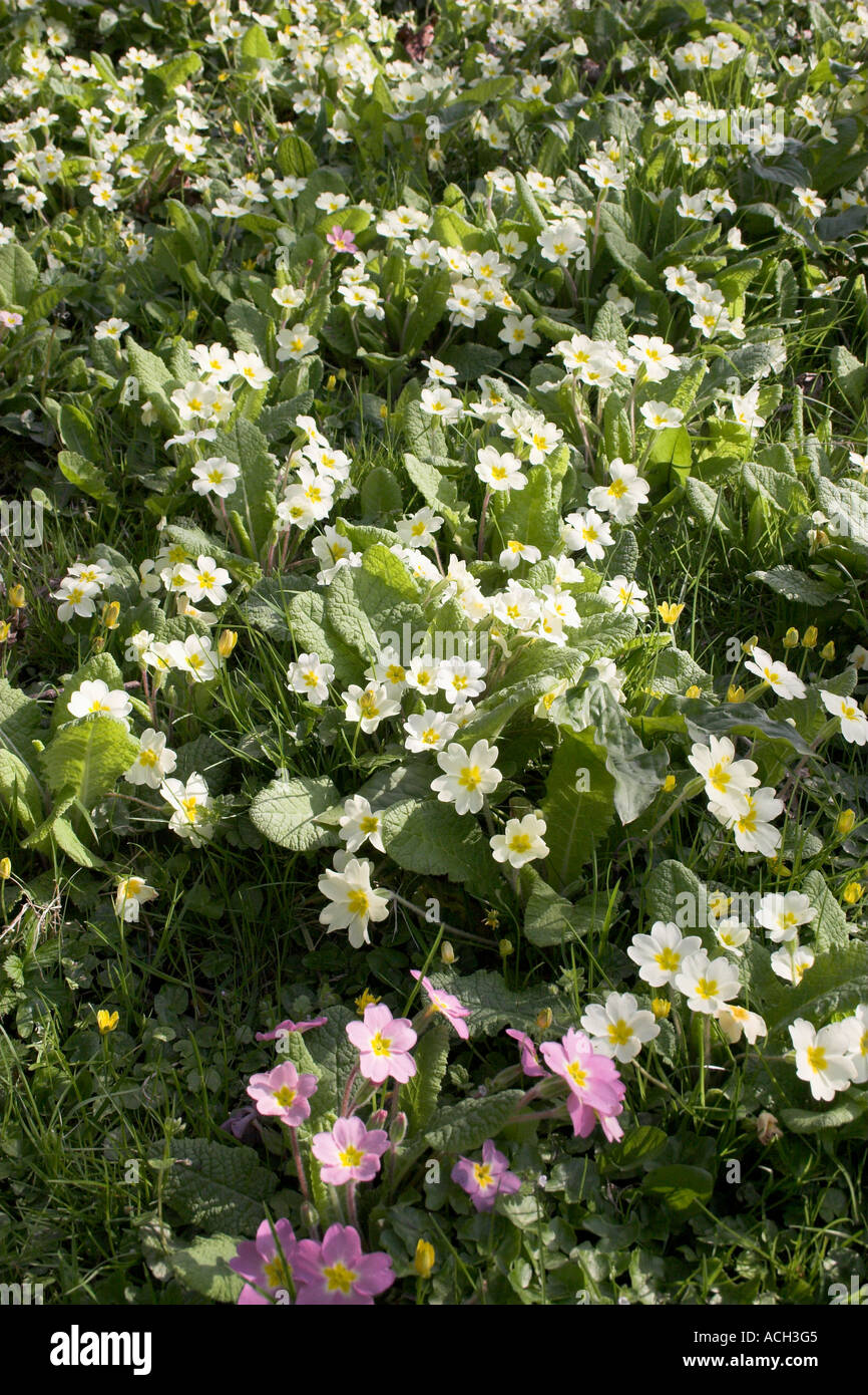 Wild primrose hi-res stock photography and images - Alamy