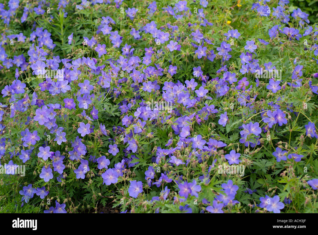Geranium JOHNSON'S BLUE Stock Photo - Alamy
