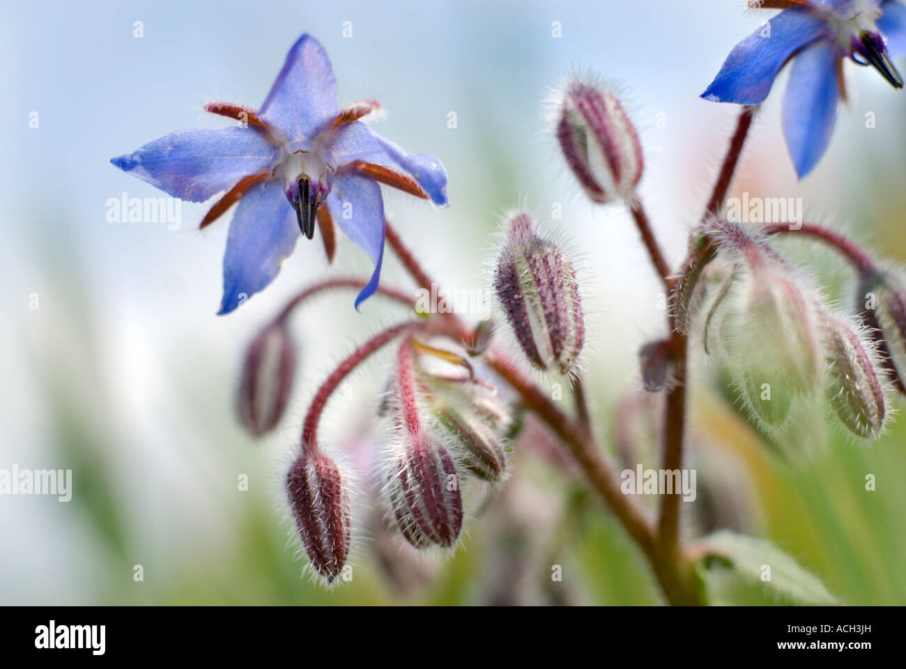 Borage Borago officinalis medicinal herb Stock Photo - Alamy