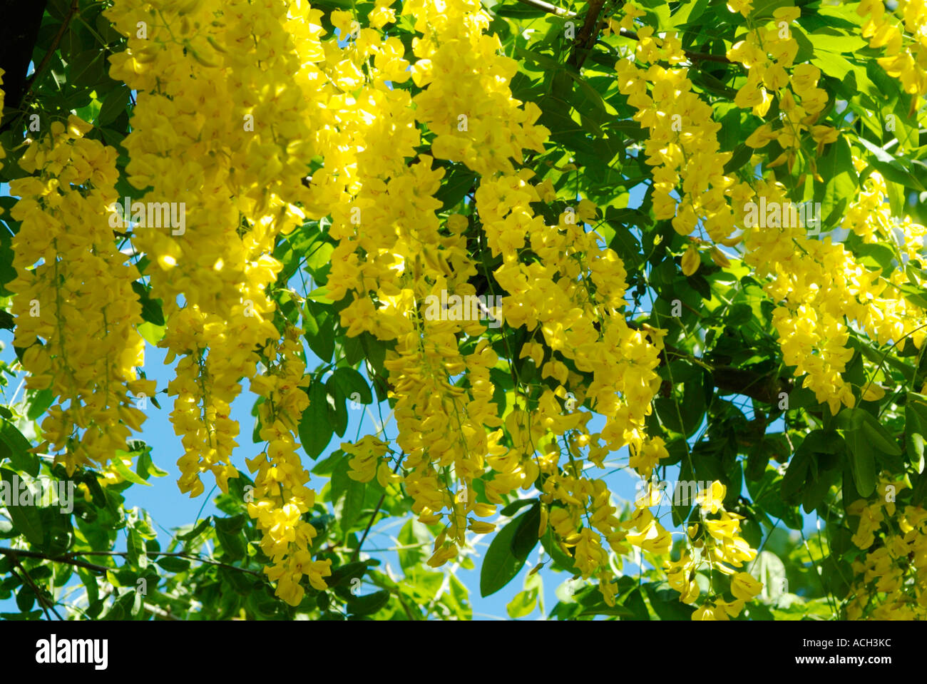 Laburnum vulgare hi-res stock photography and images - Alamy