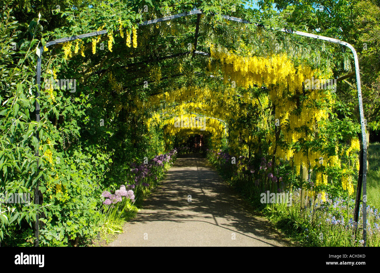 Laburnum arch, Hampton Court Palace Garden, Surrey, England, UK Stock ...