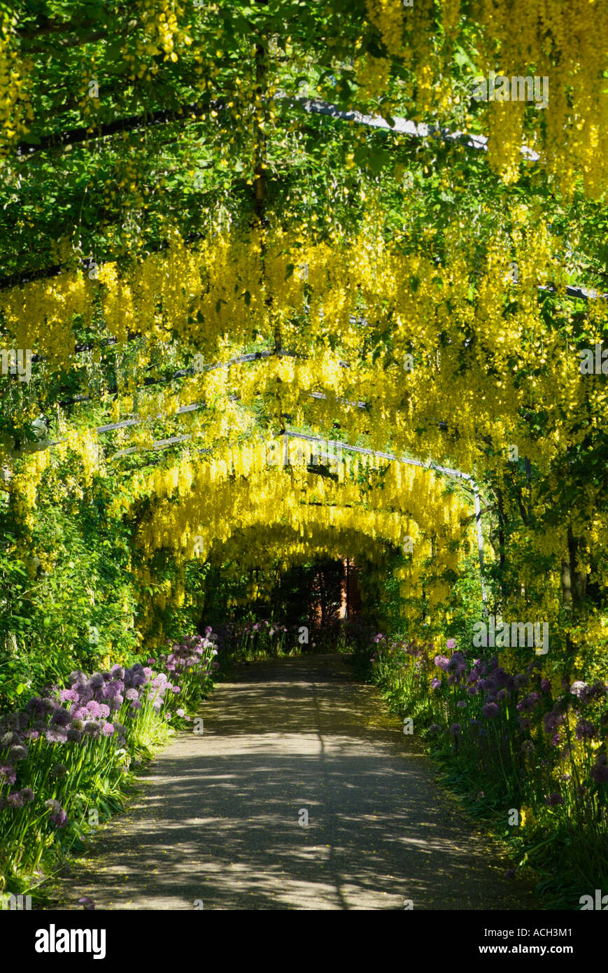 Laburnum arch, Hampton Court Palace Garden, Surrey, England, UK Stock ...